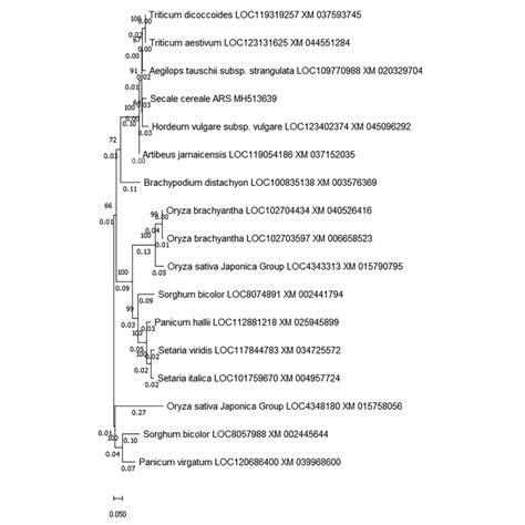 The Phylogenetic Tree Constructed Using The Neighbor Joining Method Download Scientific Diagram