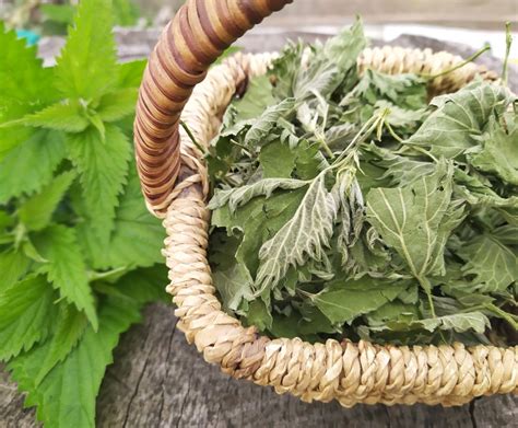 10 трав которые нужно засушить летом на зиму