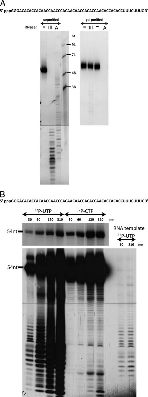 A Rnase Iii And Rnase A Sensitivity Of 5 Ppp Rna1 Before And After