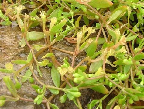 Montia Alchetron The Free Social Encyclopedia
