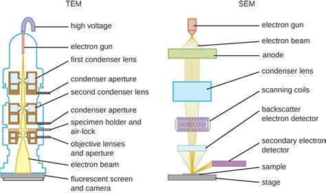 Electron Microscope Schematic Diagram Electron Microscope Sc