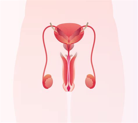 Understanding Urethral Stricture Symptoms Causes Diagnosis And