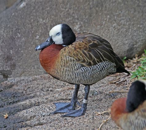 Pictures And Information On White Faced Whistling Duck