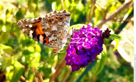 19 июня день бабочек Какой красивый праздник