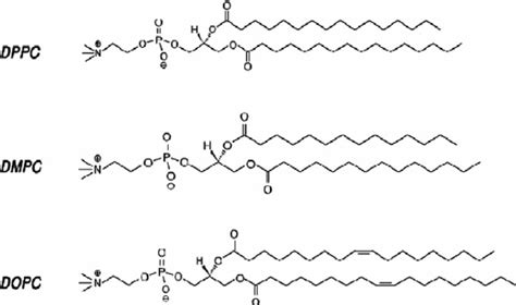 Structure Of The Phospholipids Used In This Work Download Scientific Diagram