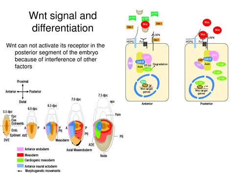 Ppt Intercellular And Intracellular Signals Powerpoint Presentation Free Download Id 4287115