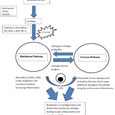 Pathogenesis Of OA Role Of Mechanical And Immune Pathways NO Nitrous Download Scientific