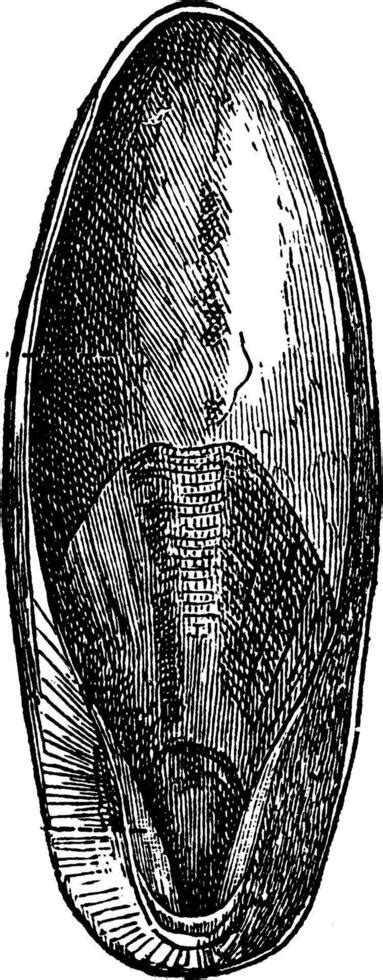 Cuttlebone Vintage Illustration 13914747 Vector Art At Vecteezy