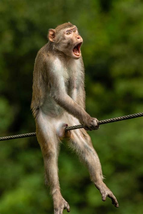 Monkey Pictures Wallpapers