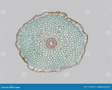 Monocot Root Cross Section Slide View Under Microscope For Botany