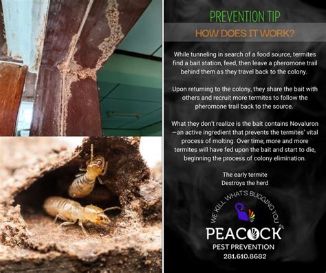 Peacock Pest Prevention Llc Cypress Tx