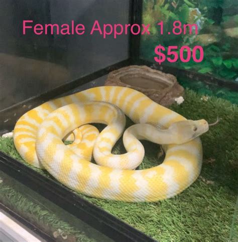 3 X Albino Darwin Pythons And 1 X 100 Het Albino Darwin Python Reptiles And Amphibians Gumtree