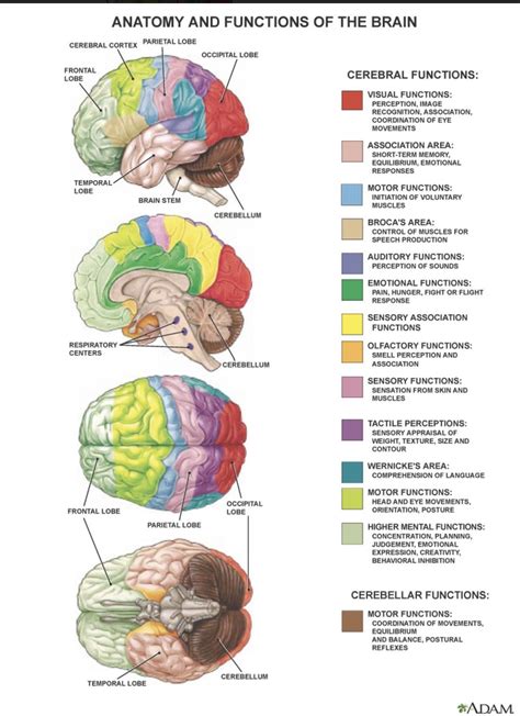 Больше в телеграмм канале Brain Anatomy And Function Anatomy Basic