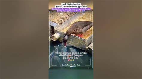 යහපත් මනුෂ්‍ය ජීවිතයක් ලබන්න මේ පිනත් උපකාර වේවා පැටියෝ 🥺🙏 ️ බුදු සරණයි ️🙏🌹 Subscribe 👈😇