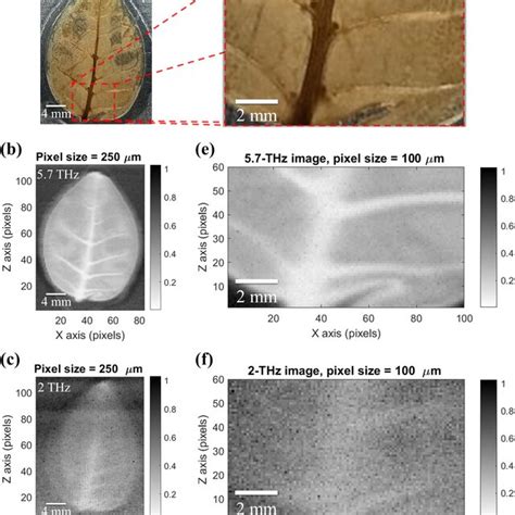 The Photoinduced Pyroelectric Effect A To D Schematic Diagram Of The