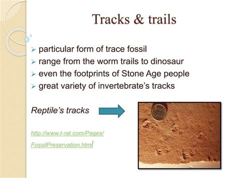 Fossilization Ppt PPTX Chemistry Science