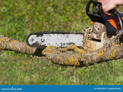 Man Cuts A Tree Stock Photo Image Of Blade Nature