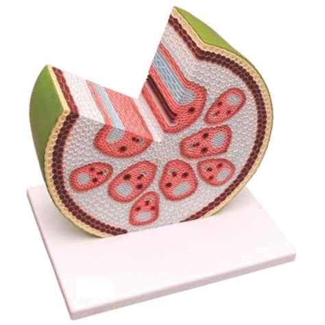 Model Plant Monocot Stem