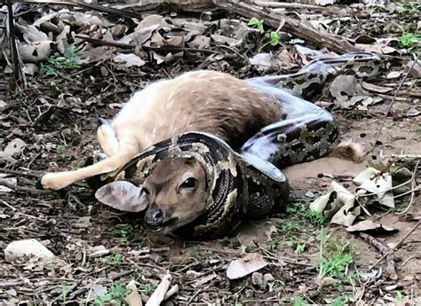 Python Kills A Deer Scrolller