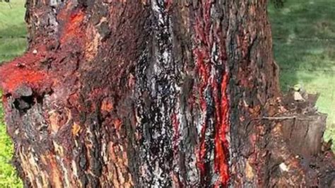 The Worlds Most Unique Tree Which Bleeds When You Cut It Buzz News News