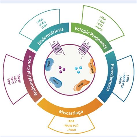 Cannabinoid Receptor Signalling Cannabinoids Exert Their Effects By