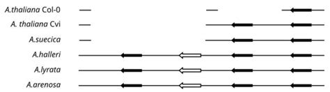 The Structures Of The Trna Cys Clusters Corresponding To The A Download Scientific Diagram