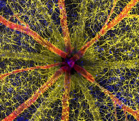 زیبایی های نامرئی بهترین عکس های میکروسکوپی سال ۲۰۲۳ کجارو