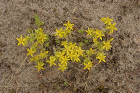 много маленьких цветущих желтых цветов в серой земле Стоковое Изображение изображение