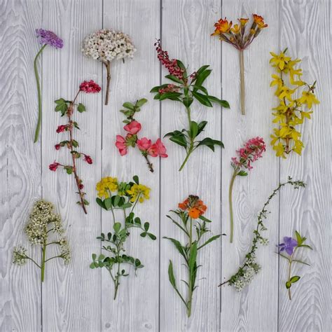 April Flowers For Your Garden Cowells Garden Centre