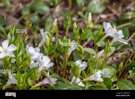 Vinca Minor Alba