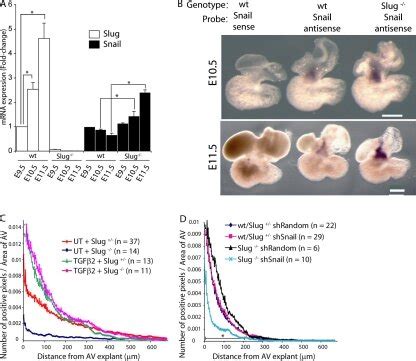 Increased Snail Expression Compensates For Slug Deficiency A QRT PCR
