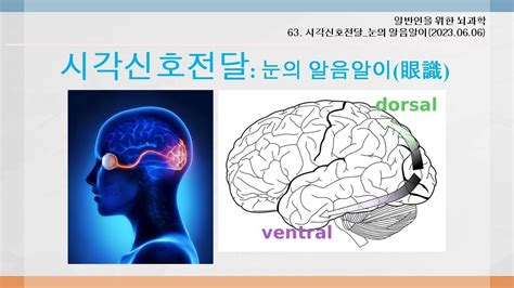 일반인을 위한 뇌과학 63 시각신호전달눈의 알음알이眼識 Youtube