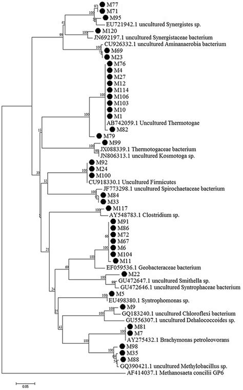 Phylogenetic Tree Neighbor Joining Method Of The Haib Reactor Filled