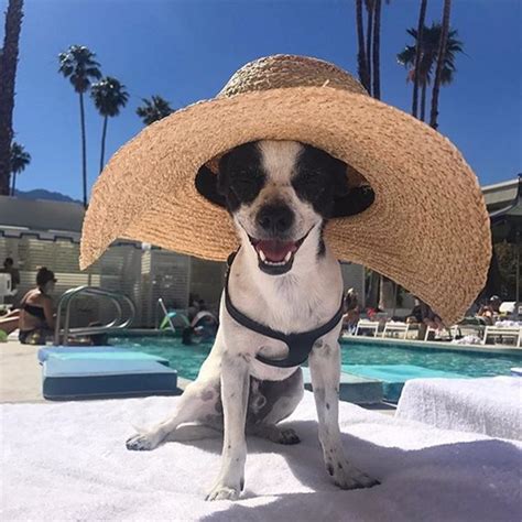 Снимки от лятната почивка на щастливи кучета Български Фермер