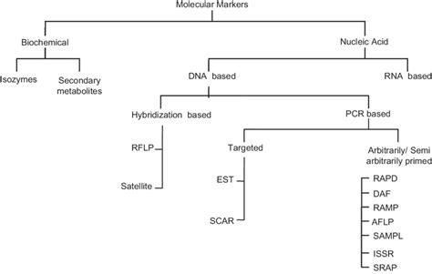 Classification Of Markers Download Scientific Diagram