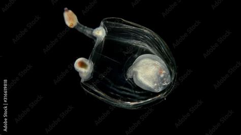 Small Jellyfish Under A Microscope Class Hydrozoa Type Cnidaria