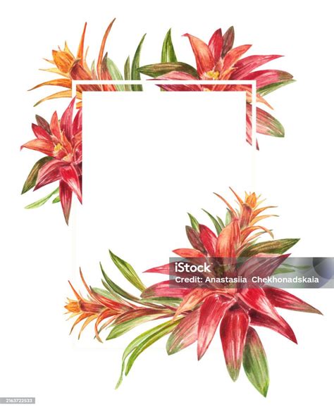 빨간색과 녹색 잎을 가진 열대 브로멜리아드 식물 수채화 물감에 있는 프레임 그림은 흰색 배경에 강조 표시됩니다 봄 또는 여름 결혼식 초대장 엽서에 대 한 꽃 0명에 대한