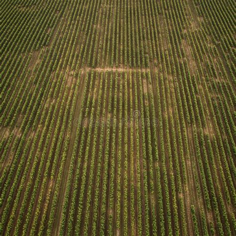 Typical Farmland Setup Stock Illustrations 3 Typical Farmland Setup