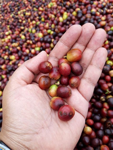 Ayesha Tabassum On Linkedin Chikmagalur Coffee Travel