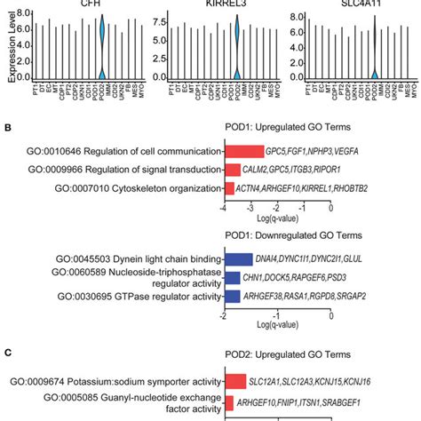 Figure Podocyte Identity And Enrichment Analysis A Violin Plots Of Download Scientific