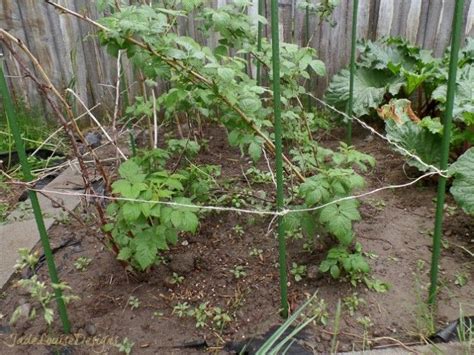 Diy Raspberry Trellis Support System For Gardening Miraclegroproject Raspberry Trellis