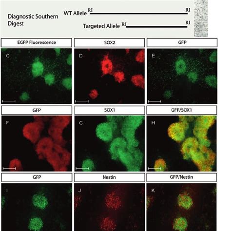 Pdf Sox2 A Persistent Marker For Multipotential Neural Stem Cells Derived From Embryonic Stem
