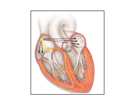 Intrinsic Conduction System Diagram Quizlet