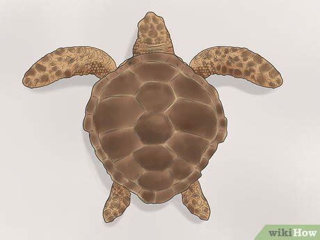 Easy Ways To Identify Turtles WikiHow