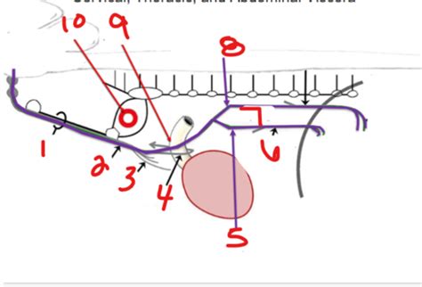 Parasympathetic Nervous System Flashcards Quizlet