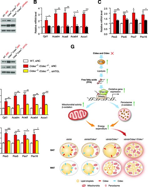 Atgl And Ppara Mediate Increased Mitochondrial And Peroxisome Pathway Download Scientific