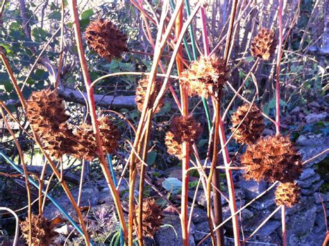 Glycyrrhiza Yunnanensis Seed