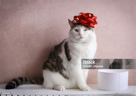 웃 긴 고양이 사진 머리에 빨간색 리본을 가진 선물 상자에서 자 고 가득 찬에 대한 스톡 사진 및 기타 이미지 가득 찬 갈고리 발톱 고양잇과 Istock