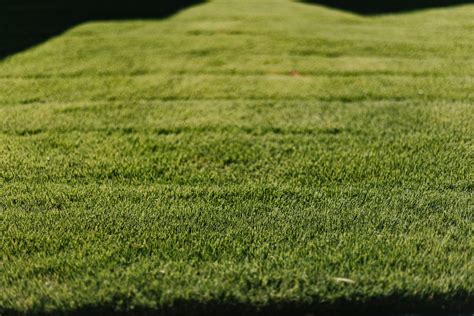 Say Goodbye To Weeds With Professional Weed Killer Services In Canton