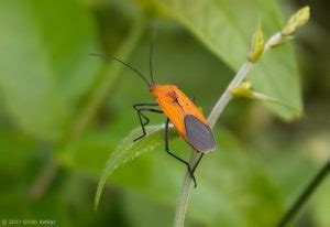 Do Seed Bugs Bite Truth Revealed What S That Bug